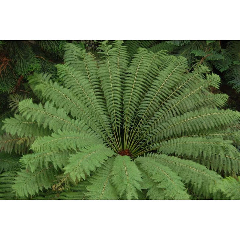 Dicksonia antartica Tree Fern 4 Ft Stem — Newlands Garden Centre