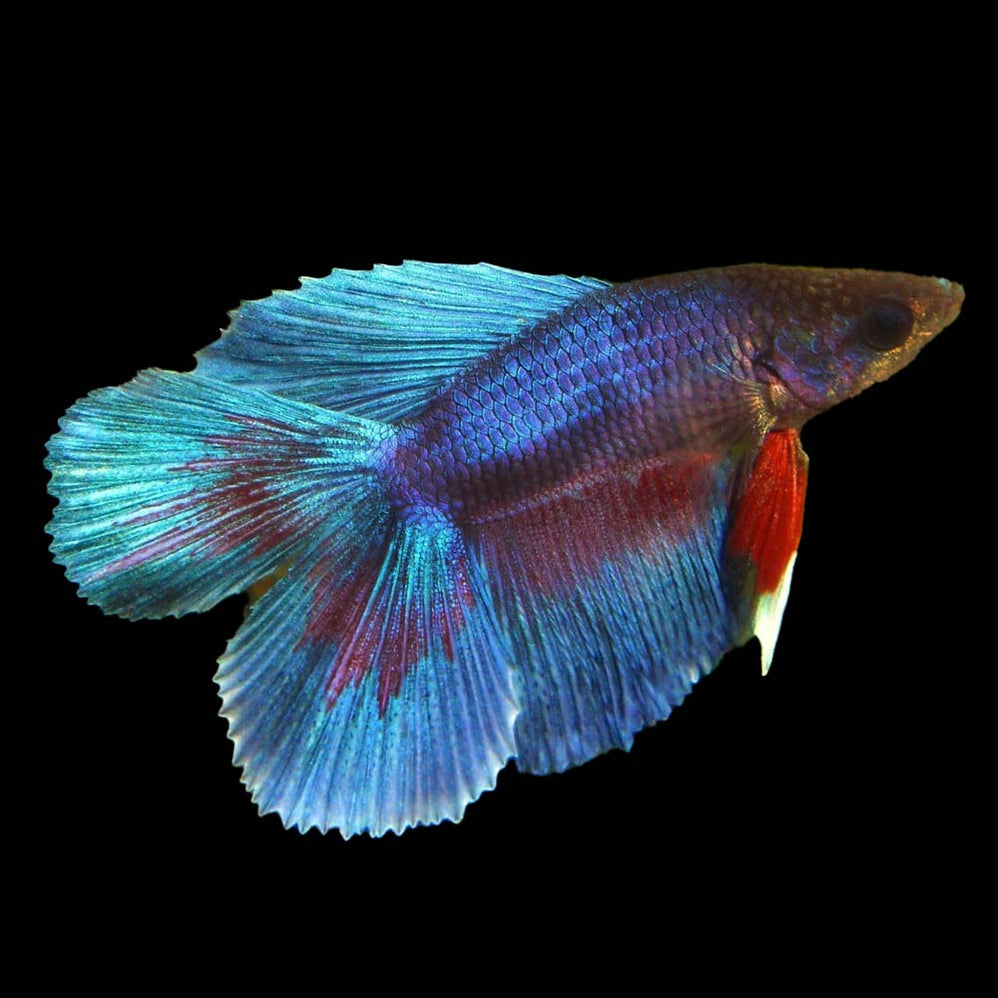 Buy Tropical & Coldwater Fish Online Ireland | Tropical Fish Store ...