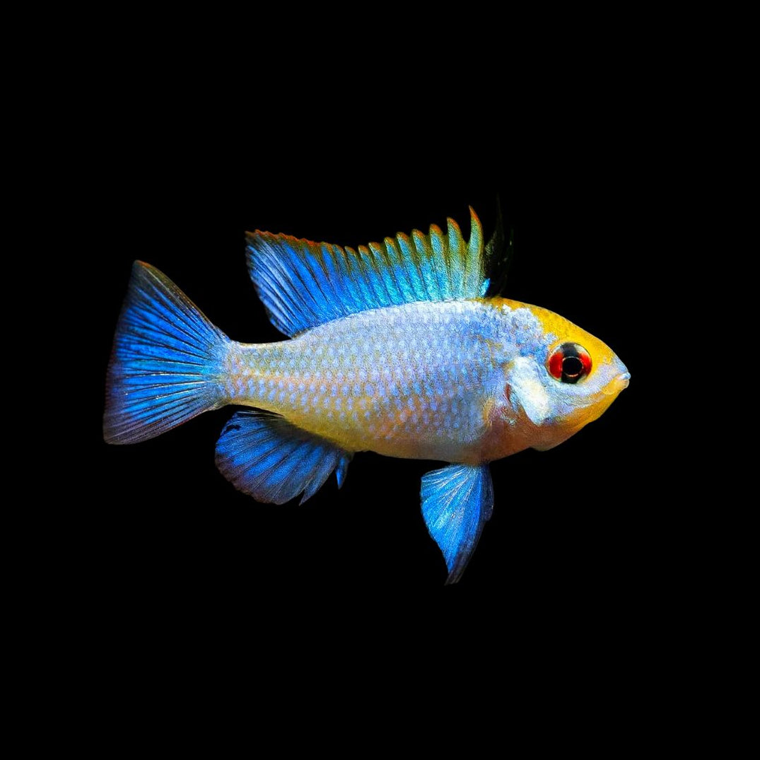 Buy Tropical Fish Online Ireland | Buy Freshwater Fish Online | Buy ...