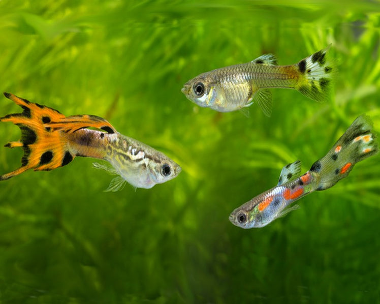Buy Tropical Fish Online Ireland | Buy Freshwater Fish Online | Buy ...