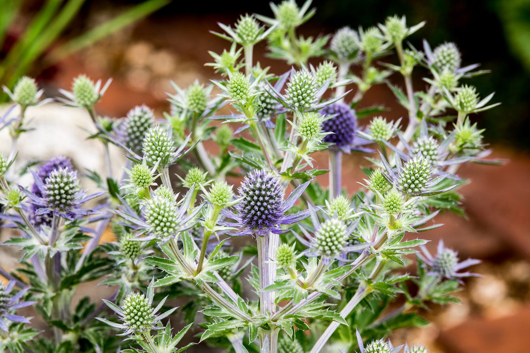 Eryngium planum 'Blue Hobbit' 2 Litre — Newlands Garden Centre