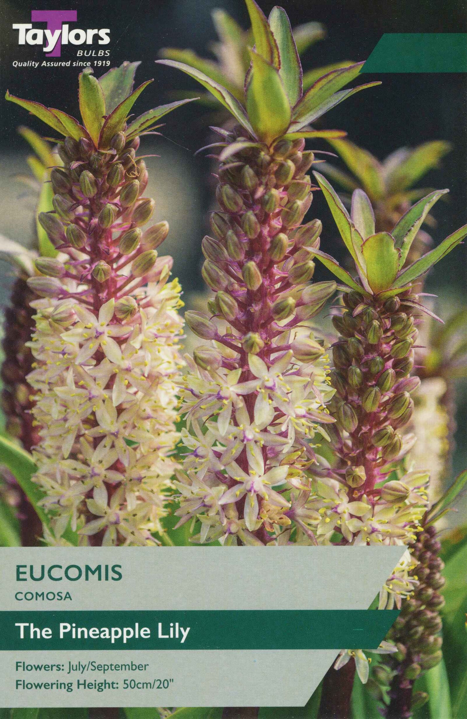 Eucomis Comosa Pineapple Lily 1 Bulb Per Pack — Newlands Garden Centre