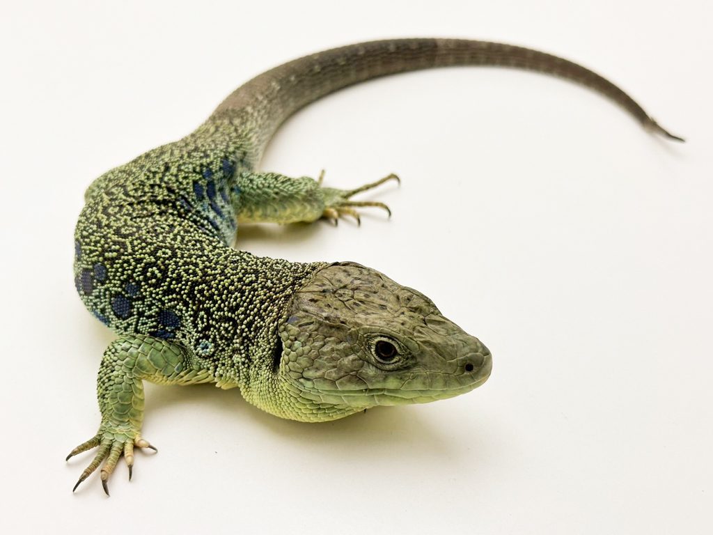 Reptile Shop Dublin | Pet Reptiles For Sale | Snakes, Lizards ...