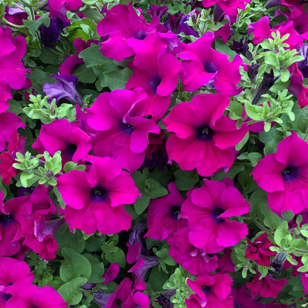 Buy Seasonal Bedding Plants | Bedding Plants Dublin | Bedding Plants ...