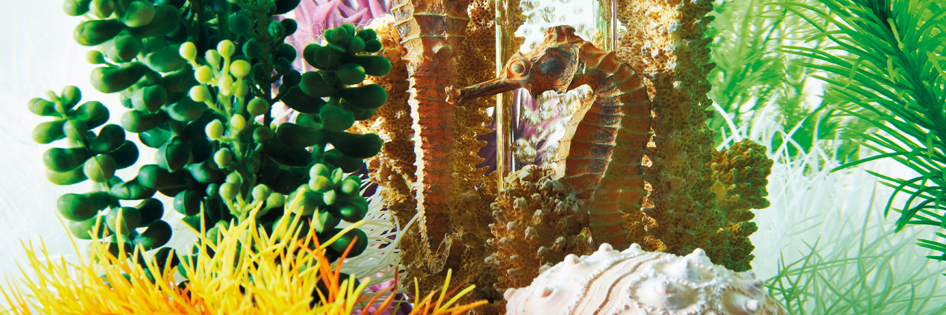 Aquatic Shop Dublin | Aquatic Online Store | Aquariums | Tropical Fish ...