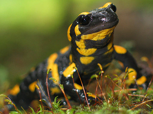 Fire Salamander — Newlands Garden Centre