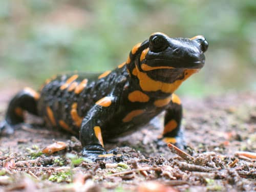 Fire Salamander — Newlands Garden Centre