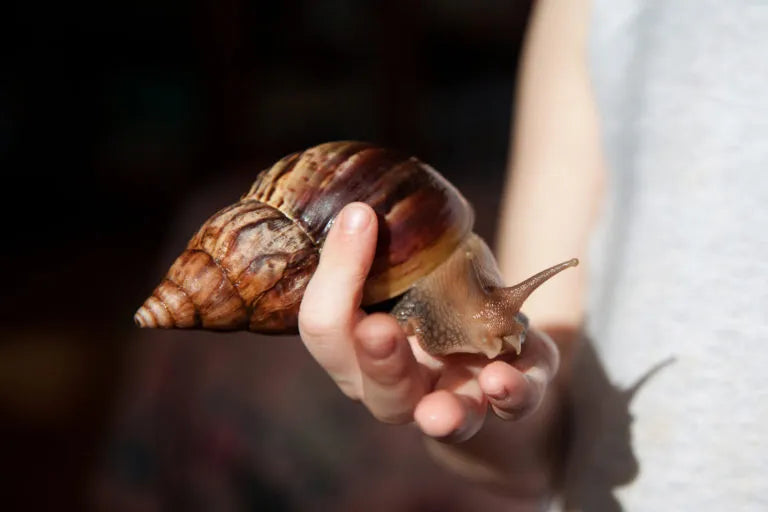 Giant African Land Snail | Archachatina puylaeti benin — Newlands ...