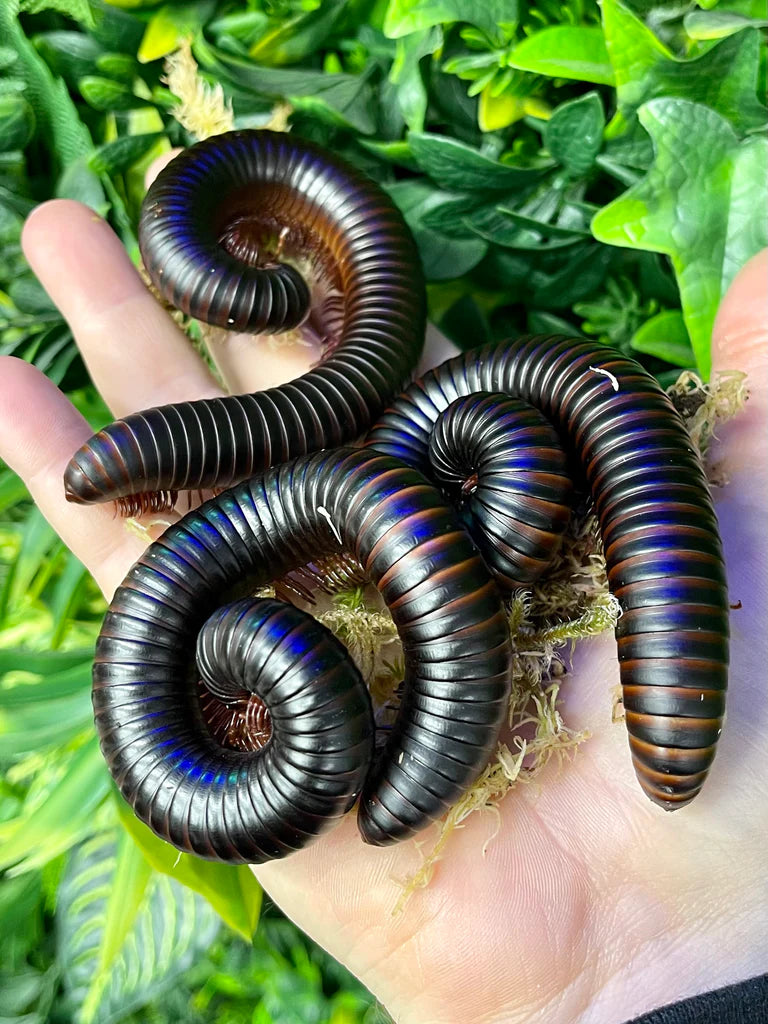 Giant African Train Millipede (Archispirostreptus gigas) — Newlands ...