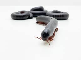 Giant African Train Millipede (Archispirostreptus gigas) — Newlands ...