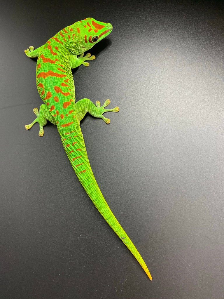 Giant Day Gecko — Newlands Garden Centre