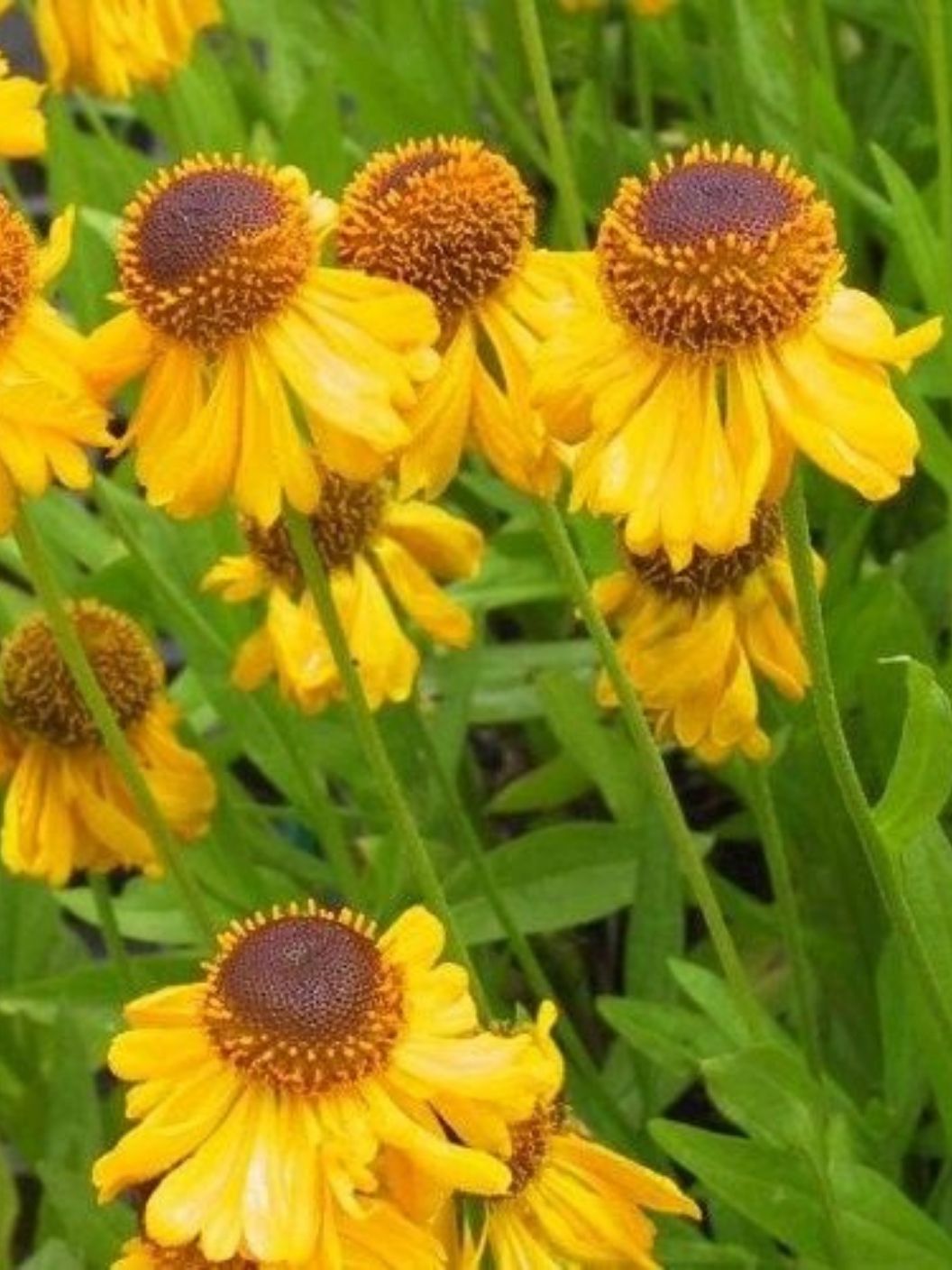 Helenium 'The Bishop' | Sneezeweed 2 Litre — Newlands Garden Centre
