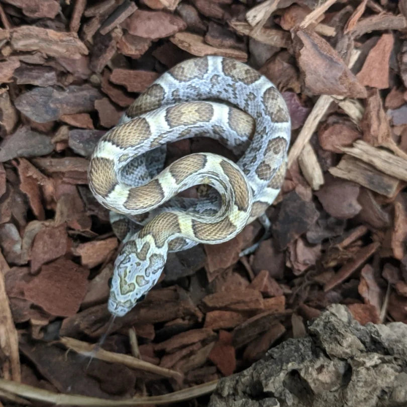 Honey Corn Snake — Newlands Garden Centre