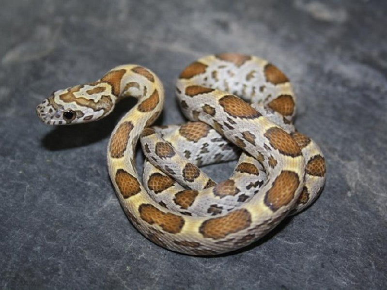 Buy Snakes Online Ireland | Reptiles, Invertebrates & Amphibians ...