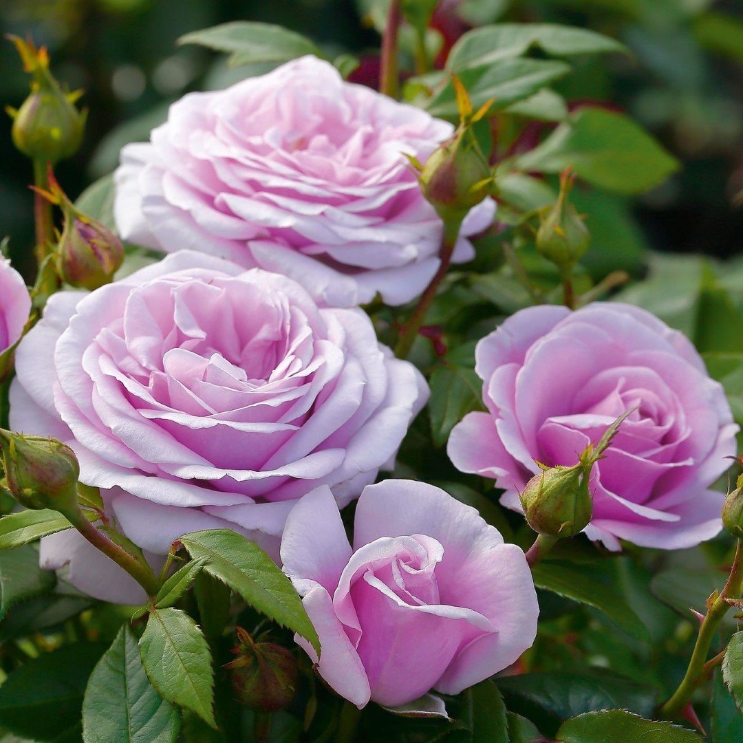 Hopes And Dreams Hybrid Tea Rose 3.5 Litre — Newlands Garden Centre