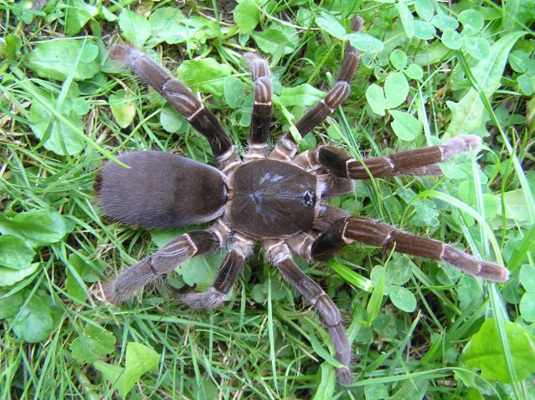 Hercules Baboon Spider Tarantulas: Alive And Up Close At The Academy