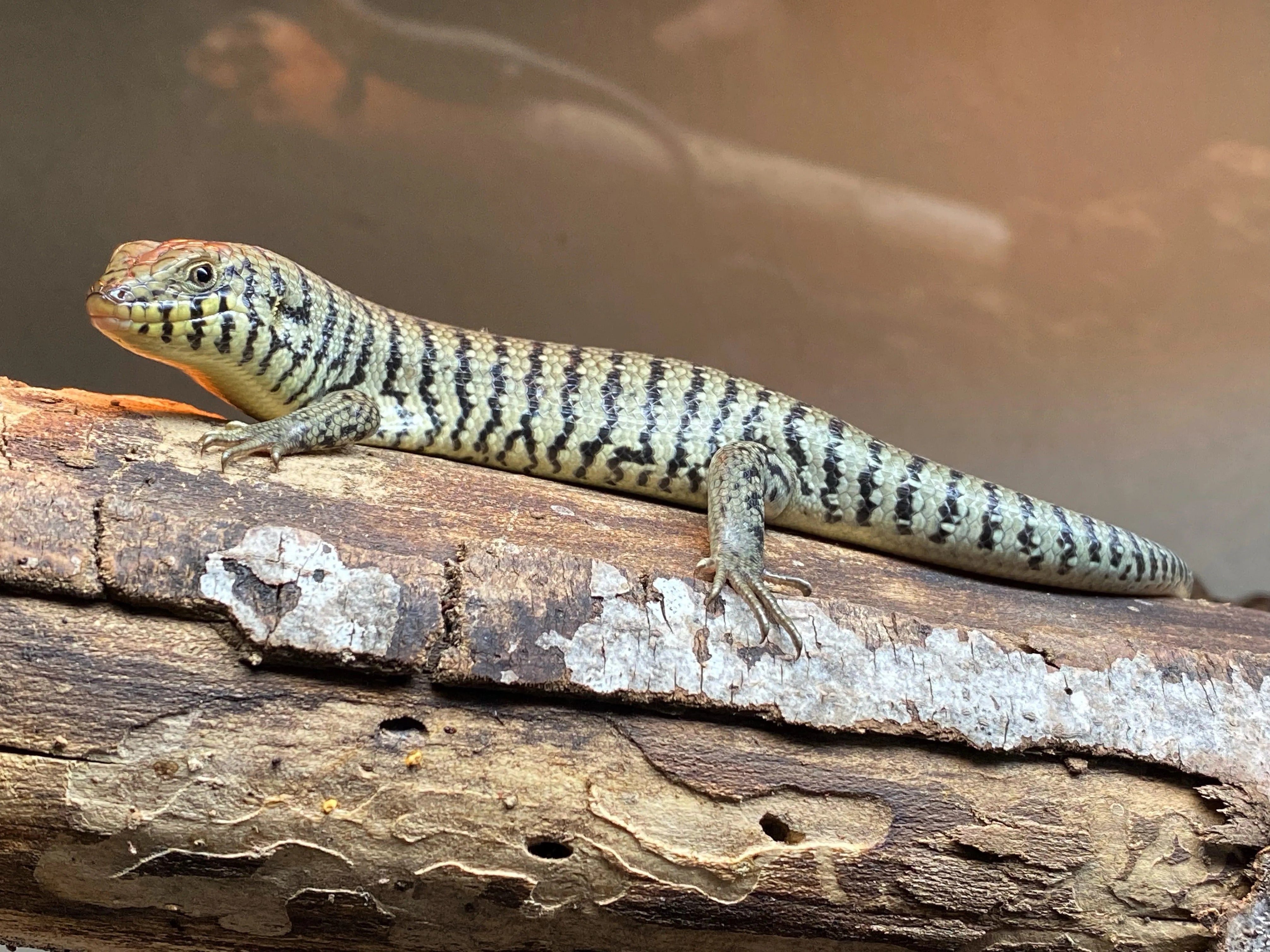 Buy Reptiles Online Ireland | Reptile Centre Ireland | Jumping Spiders ...