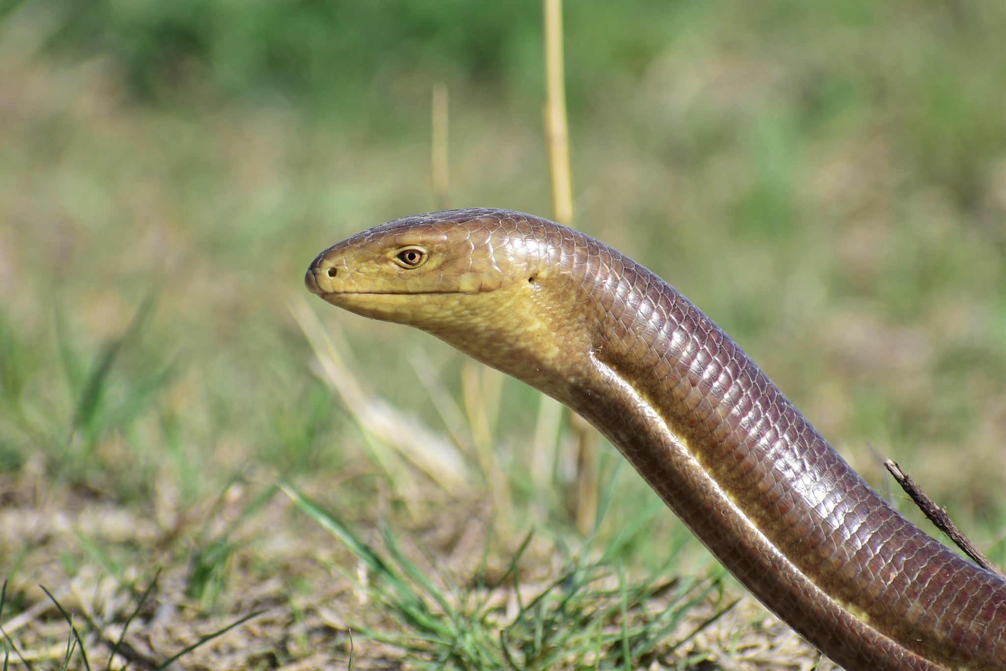 Legless Lizard — Newlands Garden Centre