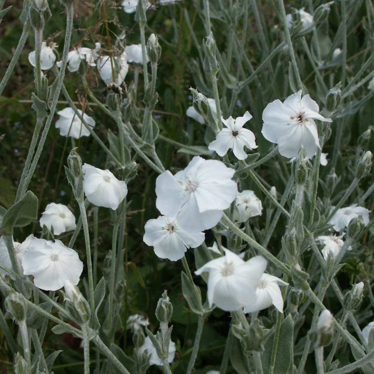 Lychnis coronaria 'Alba' | White Rose Campion 2 Litre — Newlands Garden ...
