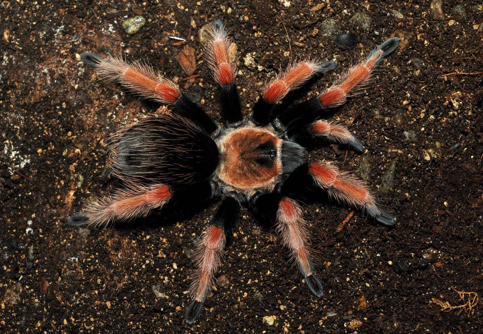 Buy Spiders Online Ireland | Buy Tarantulas Online | Visit Our Reptile ...