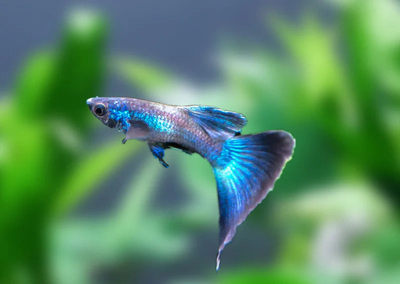 Moscow Blue Male Guppy Large — Newlands Garden Centre