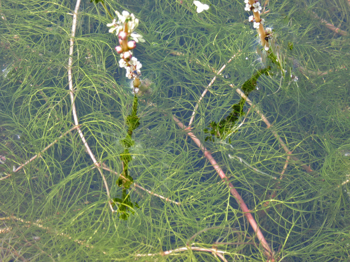 Myriophyllum spicatum | Spiked Water Milfoil - Oxygenating Aquatic Pla ...