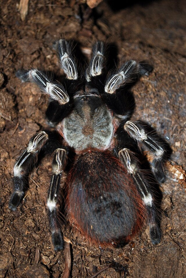 Buy Spiders Online Ireland | Buy Tarantulas Online | Visit Our Reptile ...