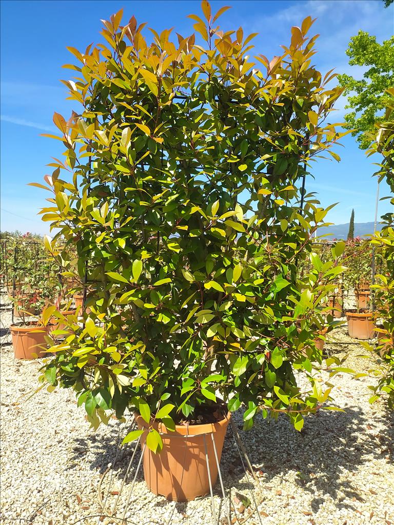 Photinia Serr. Red Robin Espallier Frame 140 x 100cm 45 Litre ...