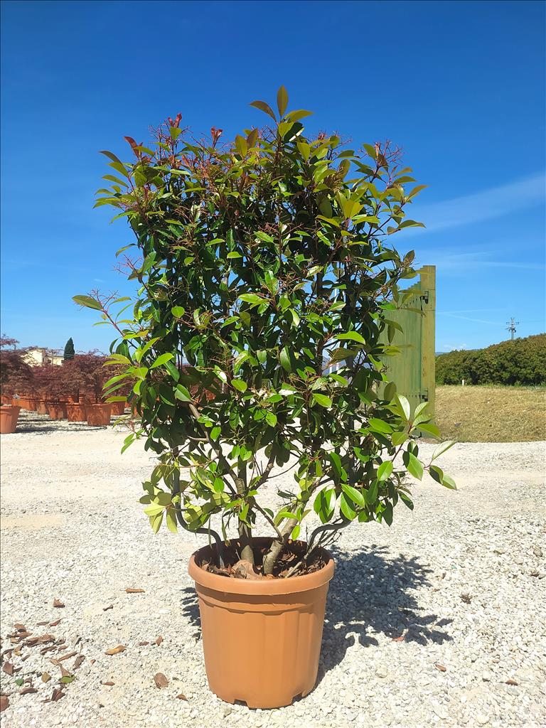 Photinia Serr. Red Robin Espallier Frame 85 x 50cm 30 Litre — Newlands ...