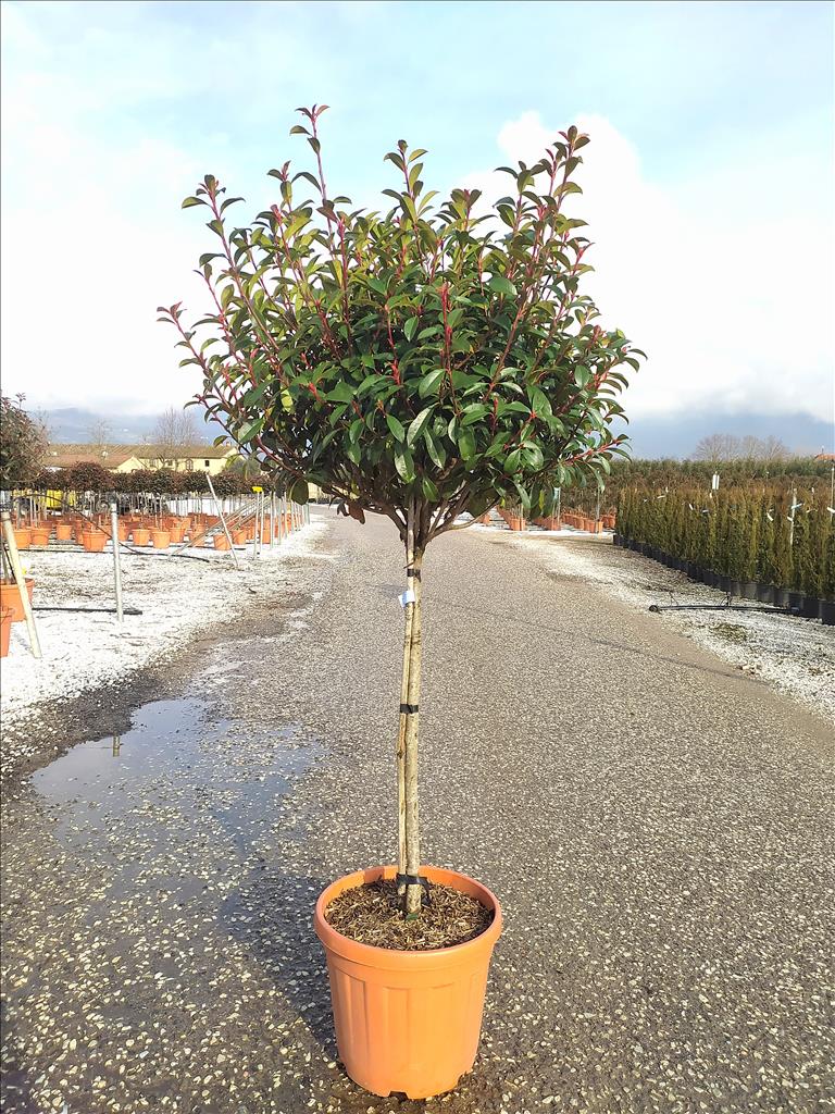 Photinia Serr. Red Robin compatta 60-70cm Stem Half Standard 30 Litre ...