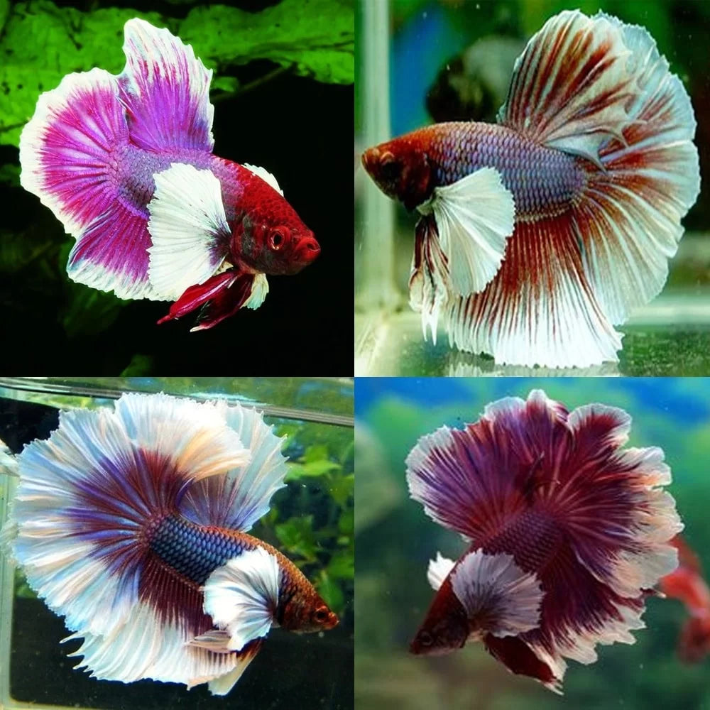 Platinum Elephant Ear Male Siamese Fighter XL — Newlands Garden Centre