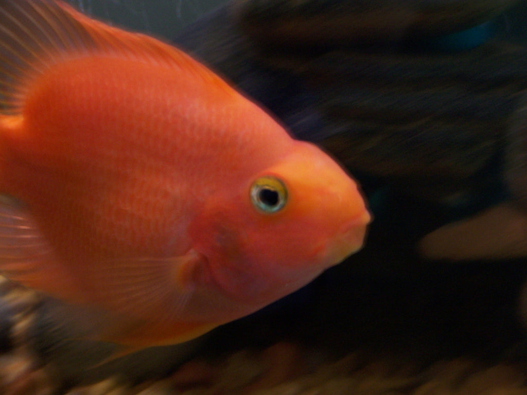 Buy Tropical & Coldwater Fish Online Ireland | Tropical Fish Store ...