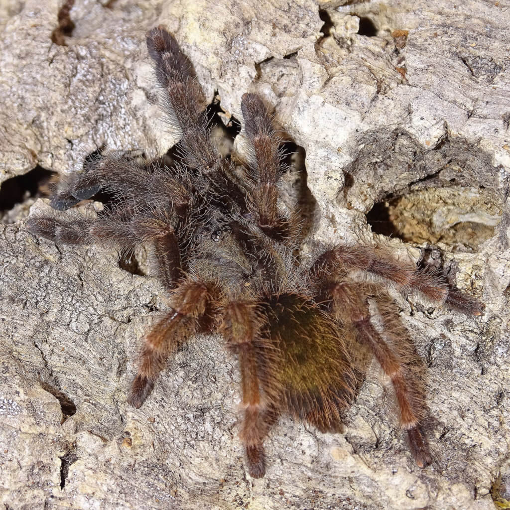 Costa Rican Orange Mouth | Psalmopoeus reduncus (Juvenile) — Newlands ...