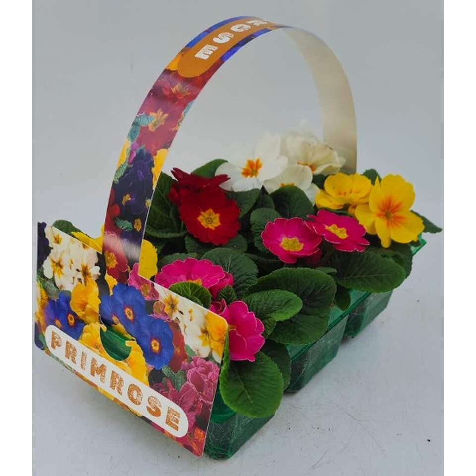 Primrose Mix Jumbo Carry Pack — Newlands Garden Centre