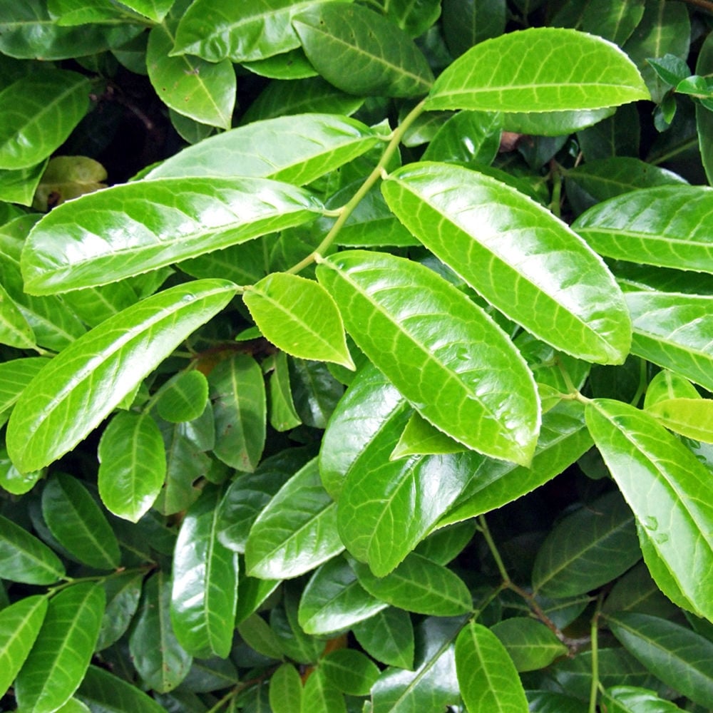 Prunus laurocerasus Rotundifolia Trough | Cherry Laurel (110 Litre Tro ...