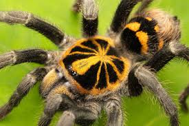Pumpkin Patch Tarantula (Psalmopoeus sp. “Pumpkin Patch”) — Newlands ...