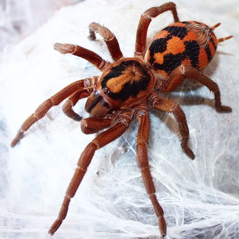Pumpkin Patch Tarantula (Psalmopoeus sp. “Pumpkin Patch”) — Newlands ...