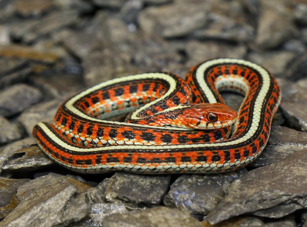 Red sided garter Snake — Newlands Garden Centre