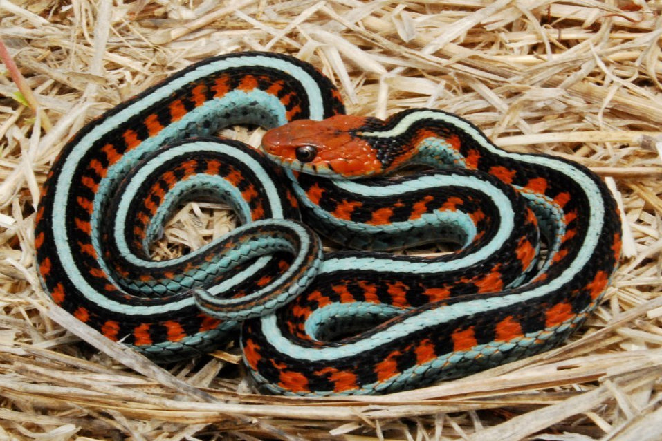 Buy Snakes Online Ireland | Reptiles, Invertebrates & Amphibians ...