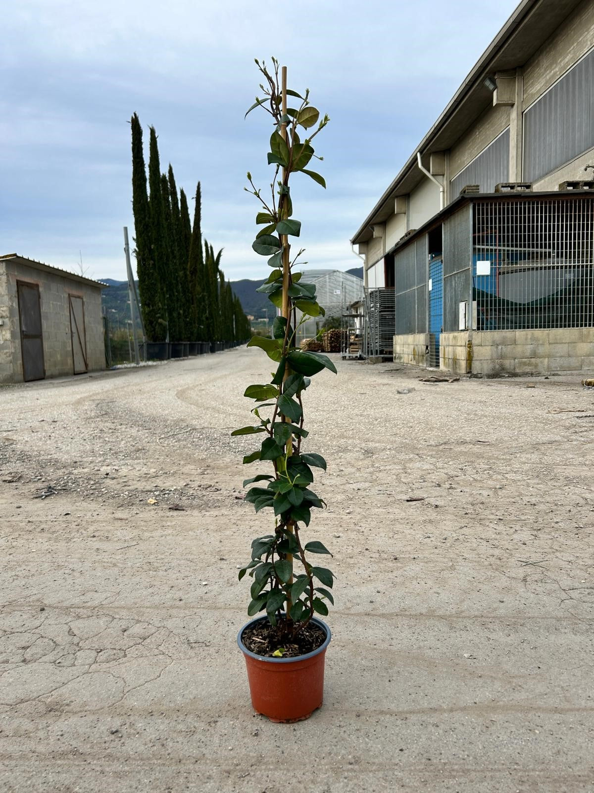Rhyncospermum Jasminoides 80cm Tall 2 Litre — Newlands Garden Centre