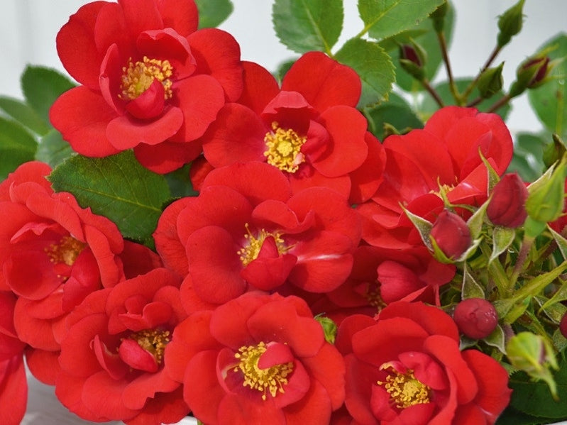 Buy Standard Roses Online | Buy Fragrant Roses Ireland | Fast ...