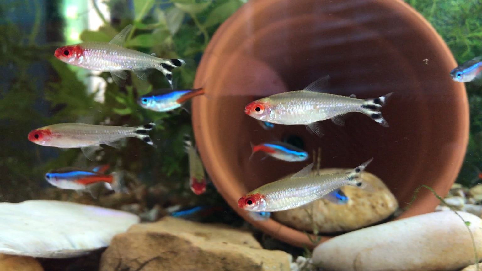 Tetras and other Tropical Fish for sale online Ireland | Great Deals On ...