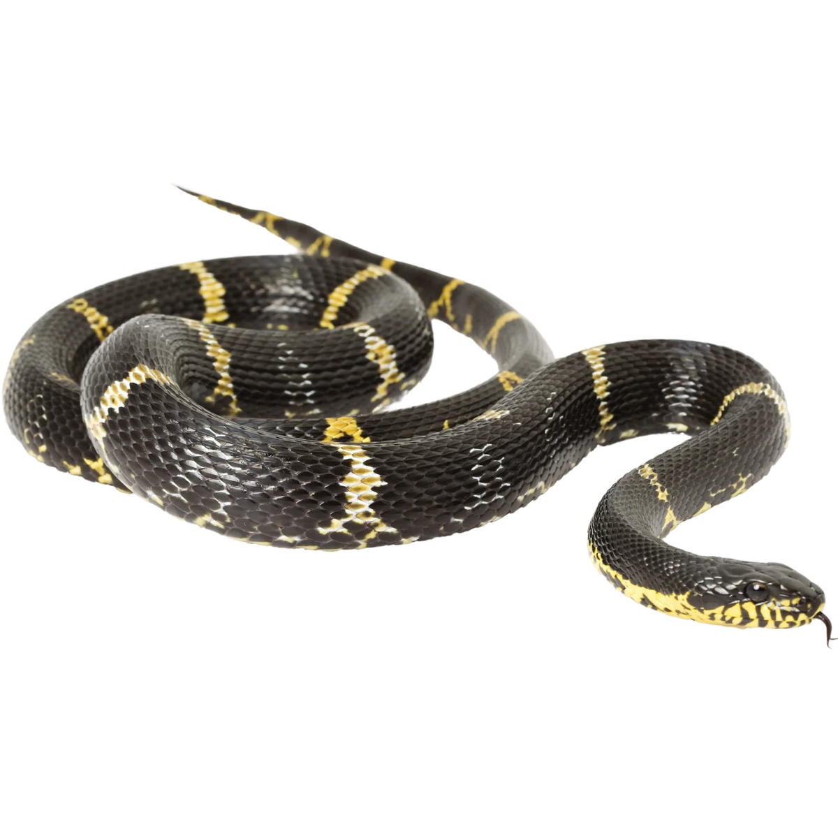 Russian Rat Snake — Newlands Garden Centre