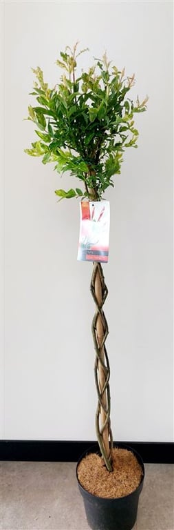 Salix integra 'Flamingo' Braided Stem 100cm Tall 5 Litre — Newlands Garden Centre
