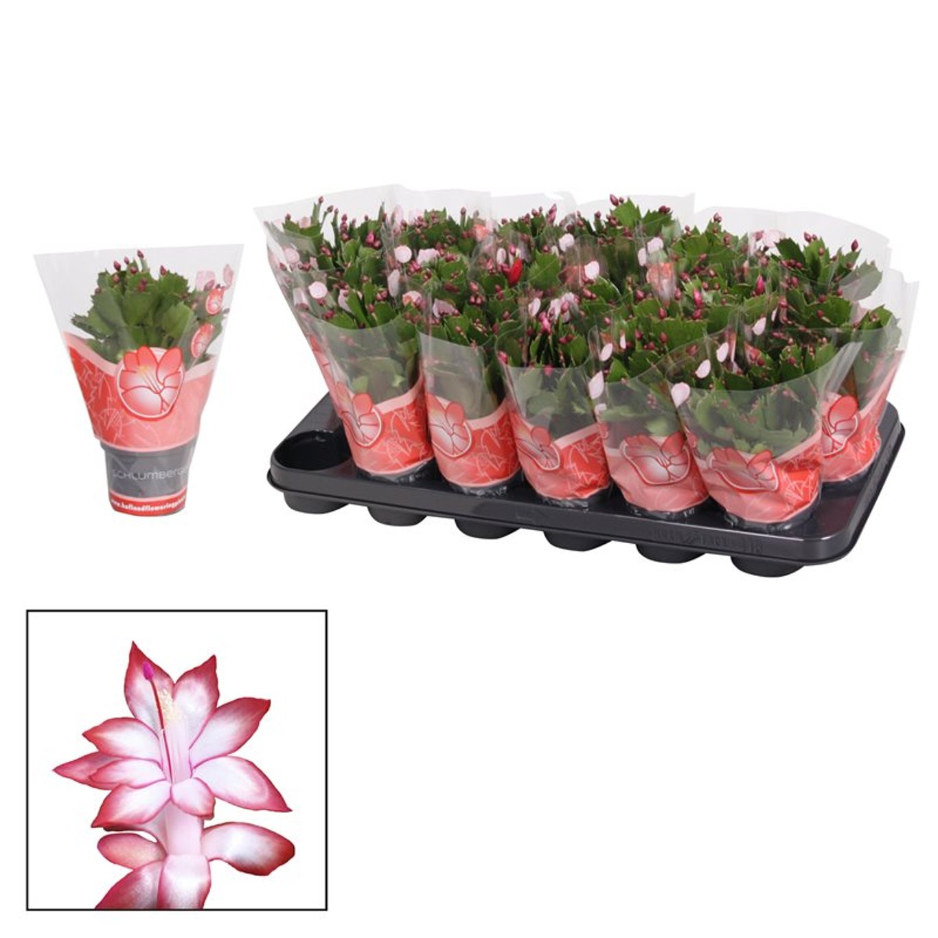 Schlumbergera red P9 — Newlands Garden Centre