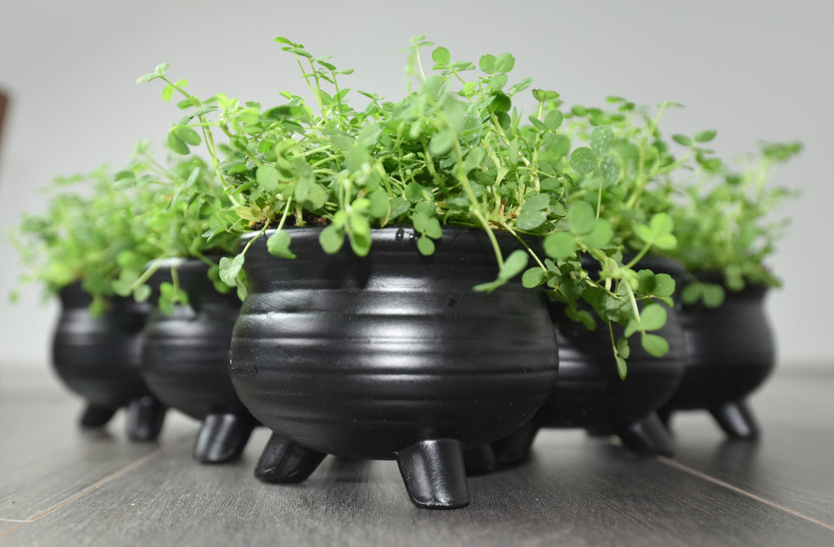 Shamrock Skillet For St Patrick's Day - Large (15 X 11cm) — Newlands ...