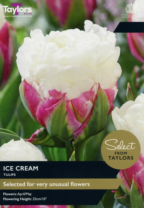Tulip 'Ice Cream' (5 Bulbs Per Pack) — Newlands Garden Centre