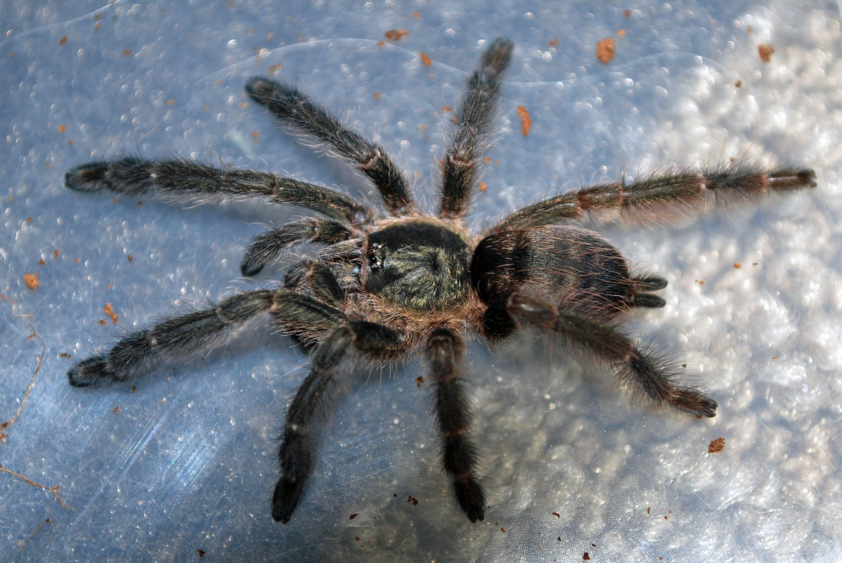 Tena Violet Tree Spider | Tapinauchenius sp. Tena (S) — Newlands Garden ...