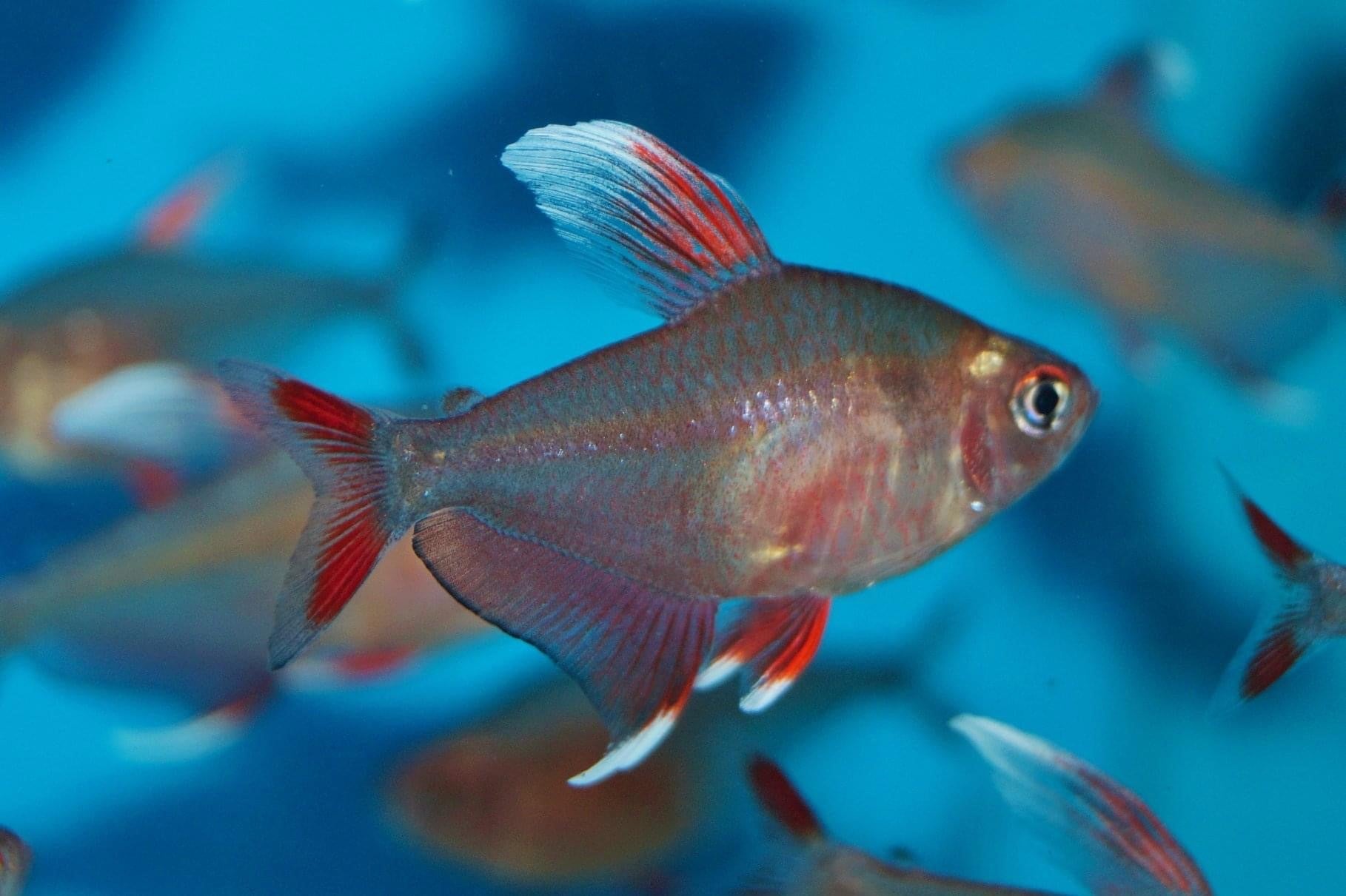 White Fin Ornate Tetra (Hyphessobrycon bentosi) (M) — Newlands Garden ...