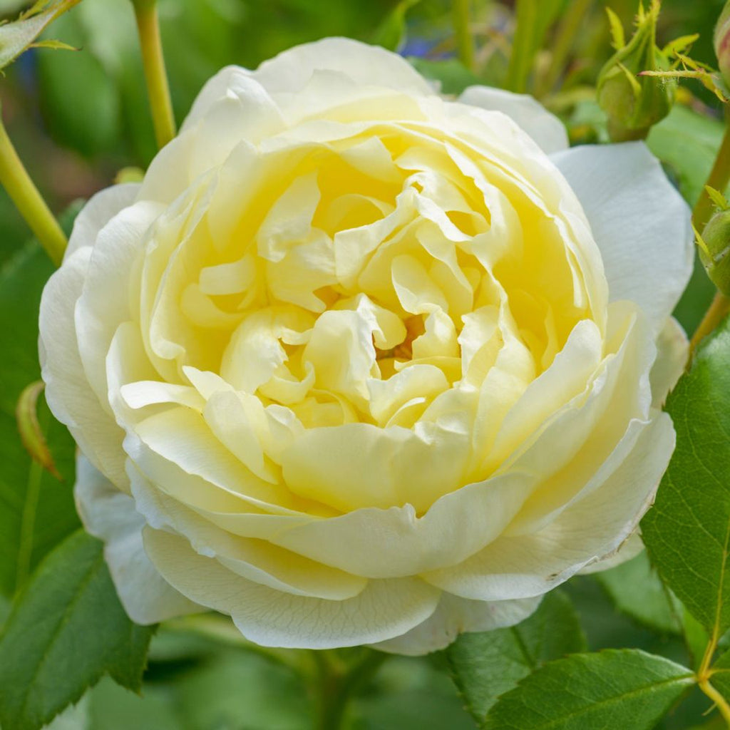 Buy David Austin Roses | Fragrant Roses | Old English Roses | Irish ...
